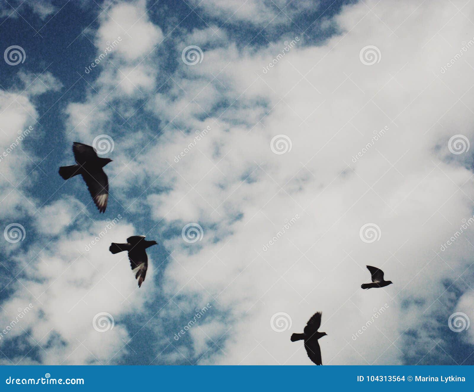 Birds flying in the sky stock photo. Image of wings - 104313564