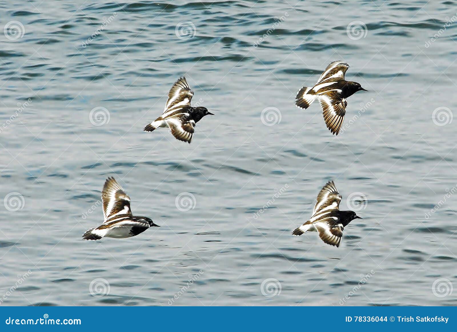 Four Birds Flying In Formation Stock Photography | CartoonDealer.com ...