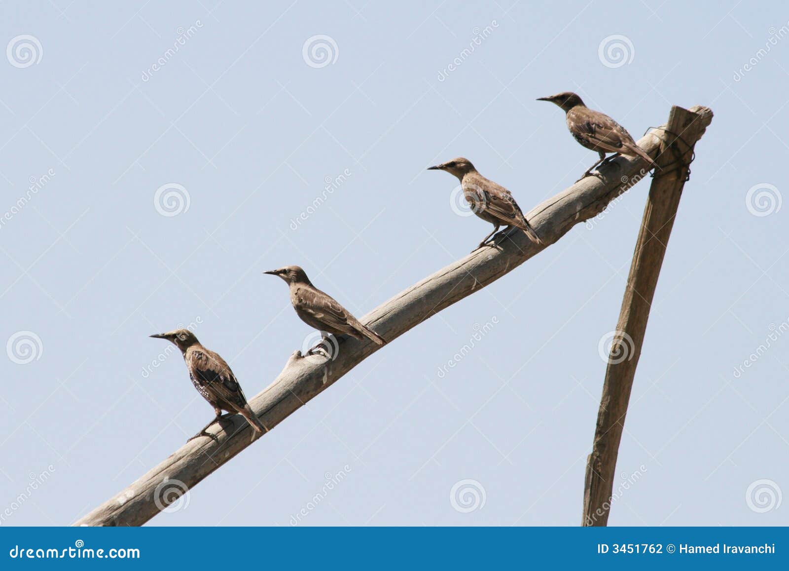 Four Birds Flying In Formation Stock Photography | CartoonDealer.com ...
