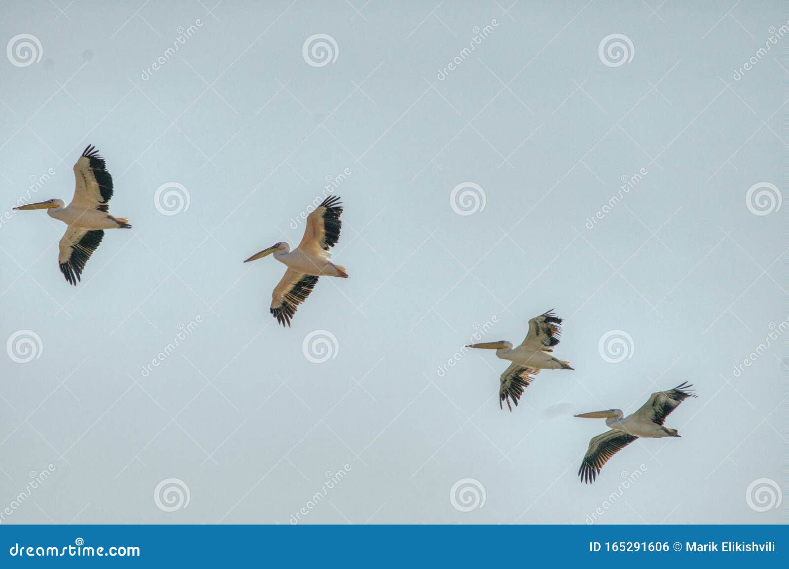 Four Birds Flying In Formation Stock Photography | CartoonDealer.com ...