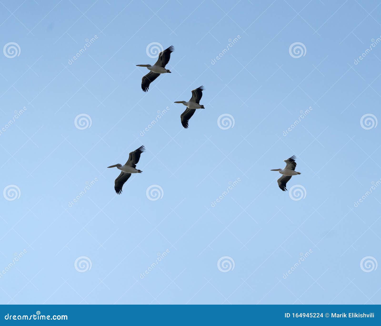 Four birds in the sky stock photo. Image of nice, crowned - 164945224