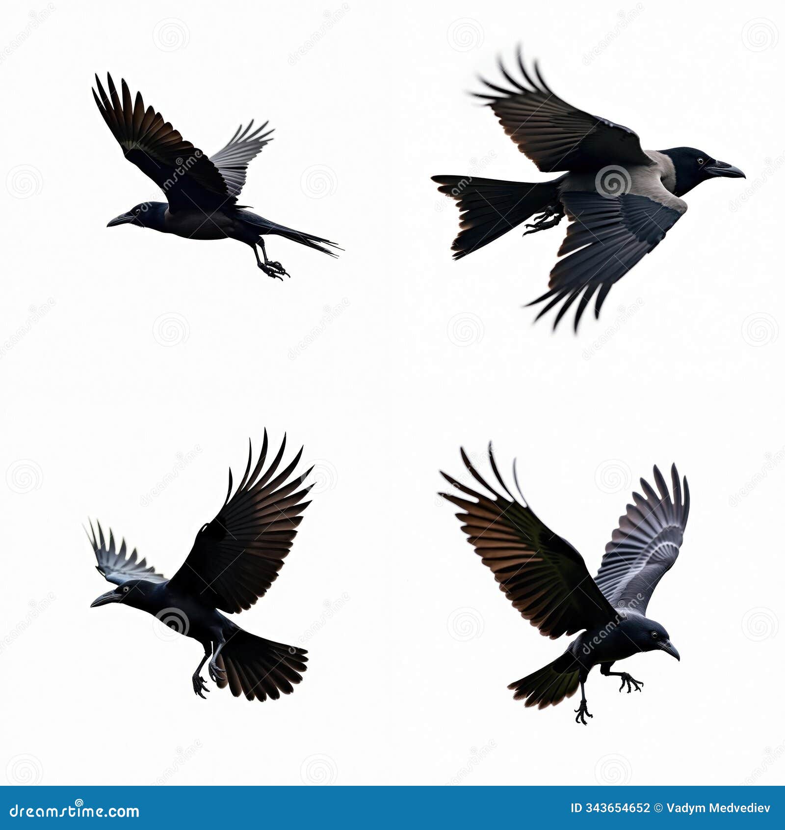 Four Black Birds Soar through the Sky, Flying in Different Directions ...