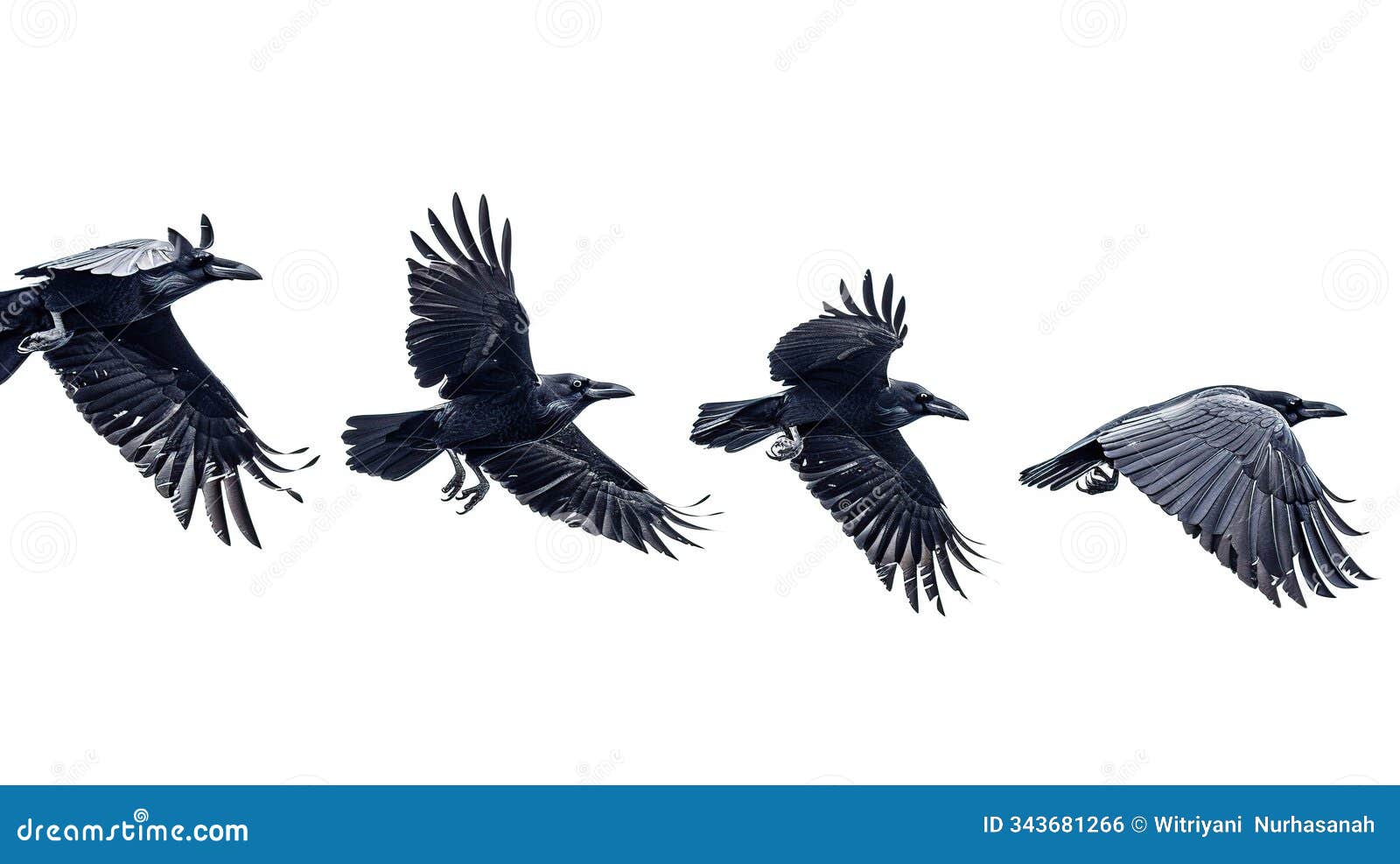 Four Black Crows in Flight, Isolated on a White Background. Stock ...