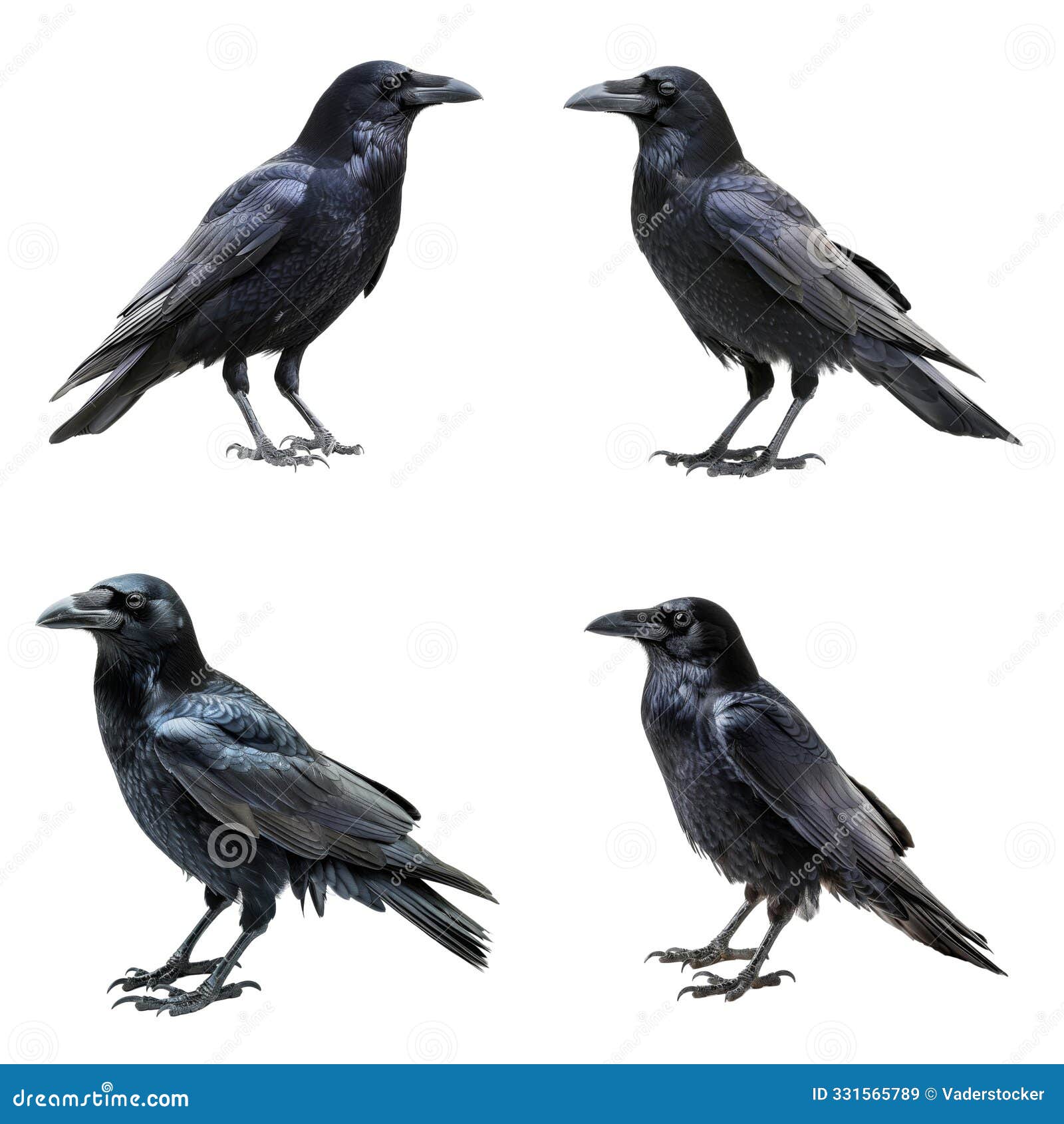 Four Black Ravens are Standing Stock Image - Illustration of white ...