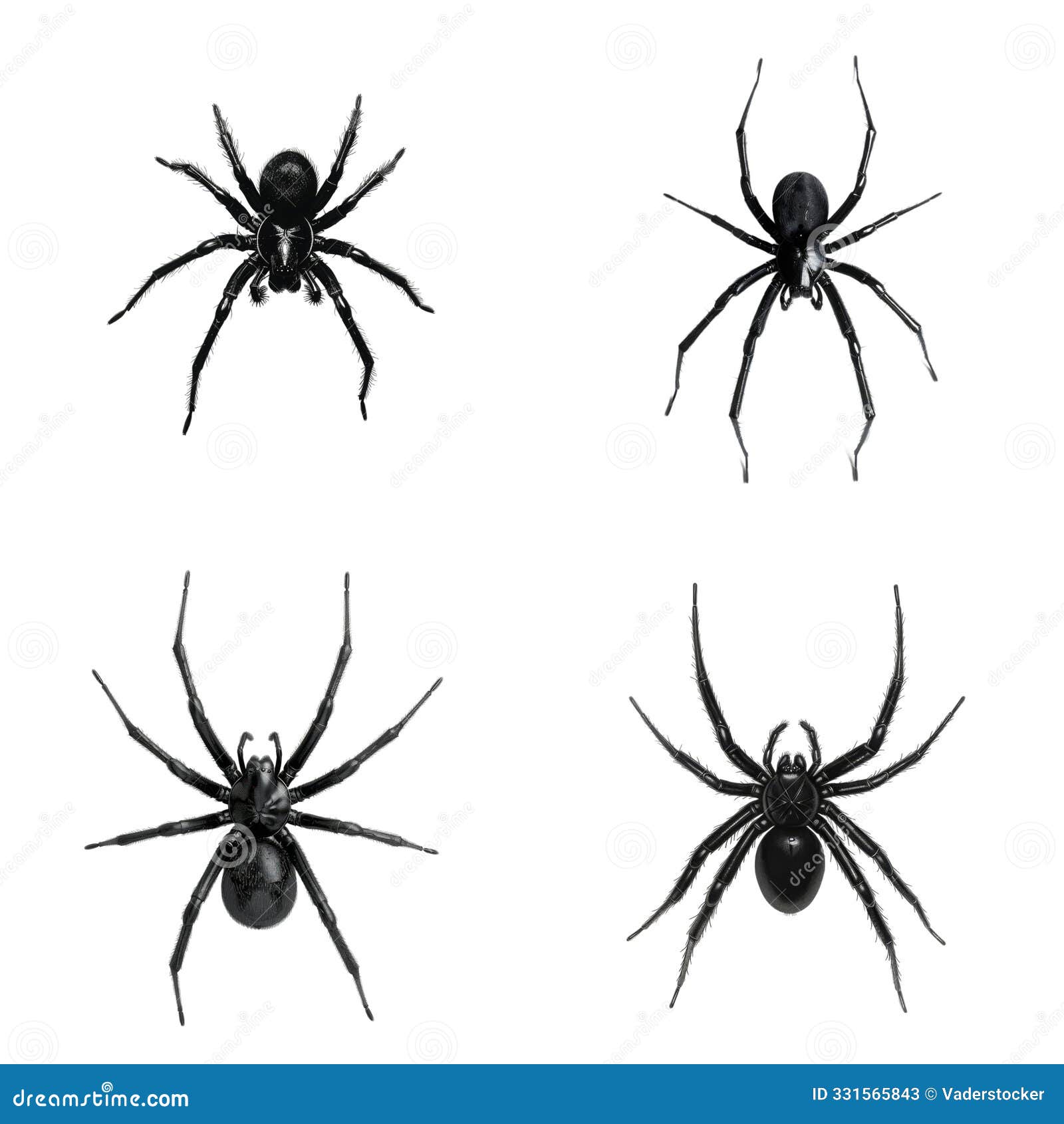 Four Black Spiders in Various Poses Stock Illustration - Illustration ...