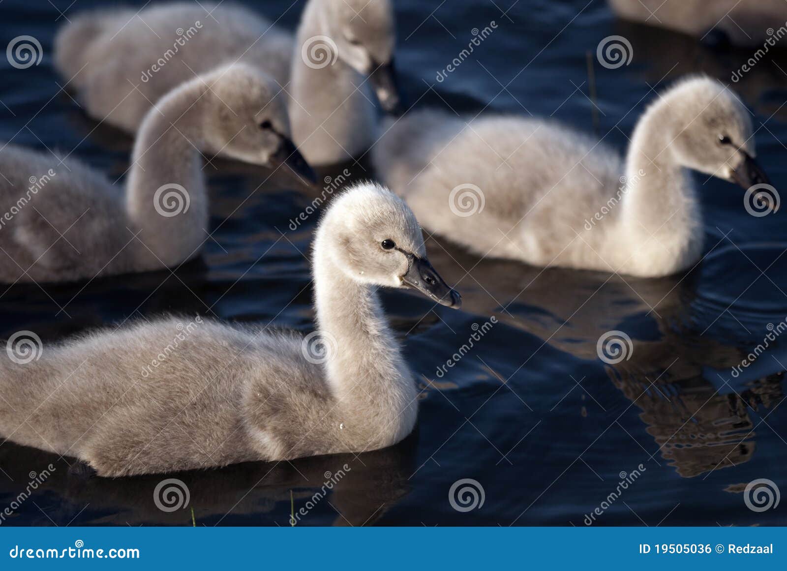 Four Black Swan Cygnets Swimming Stock Photo - Image of bird, mute ...