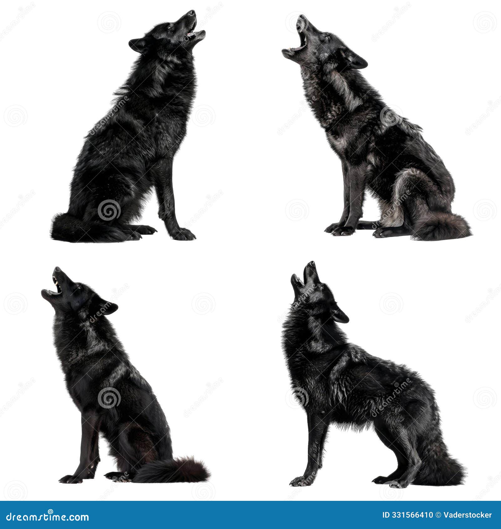 Four Black Wolves Howling in Different Poses Stock Illustration ...