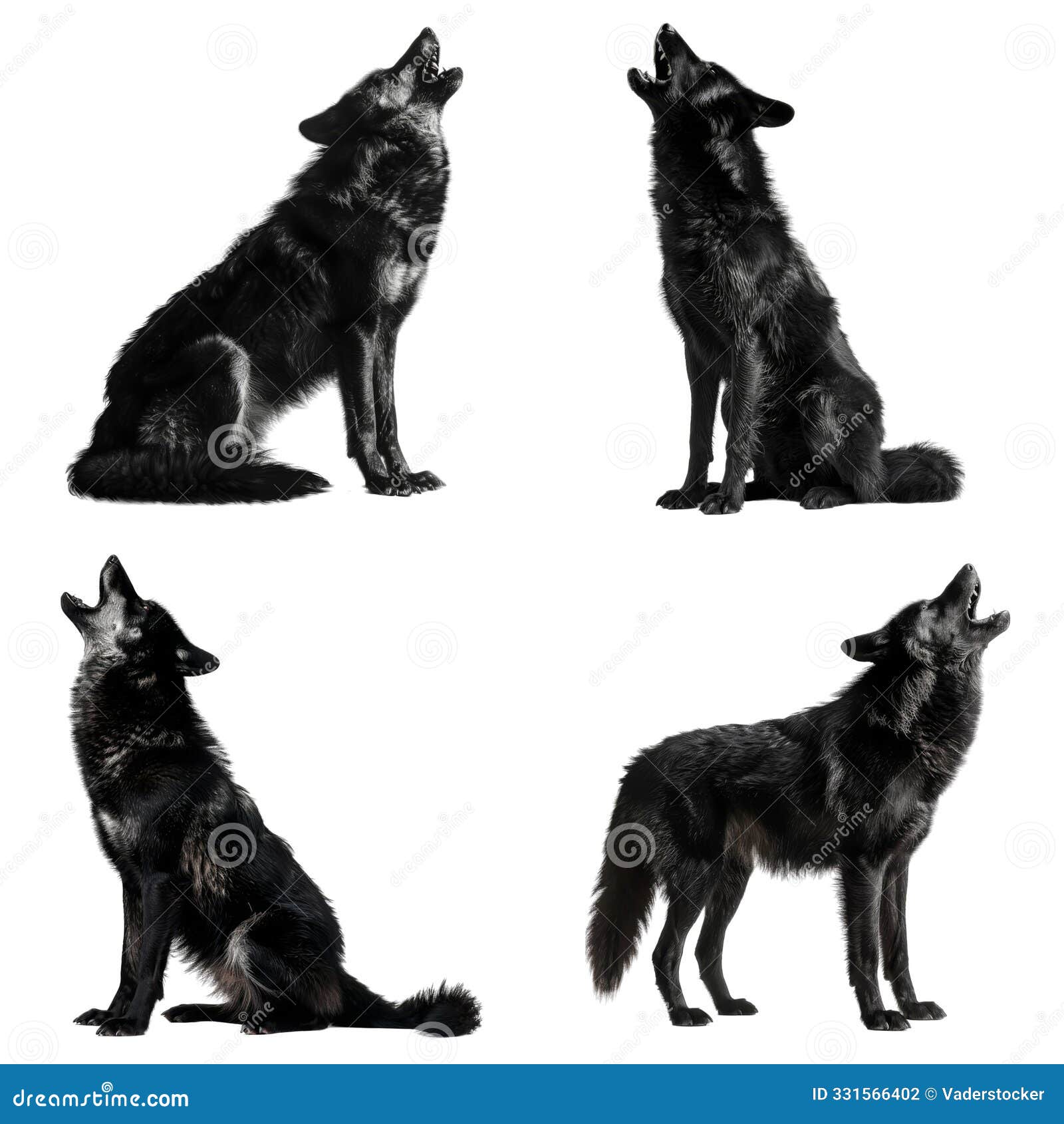 Four Black Wolves Howling at the Moon in Various Poses Stock ...