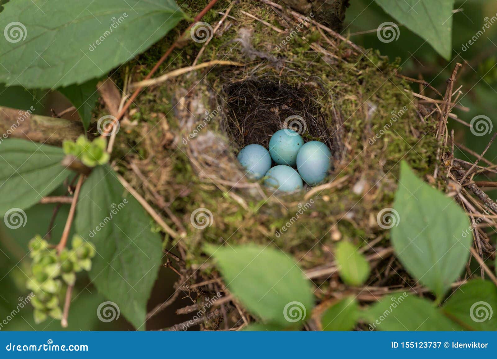Four Blue Eggs in the Nest in Nature Closeup Stock Image - Image of ...