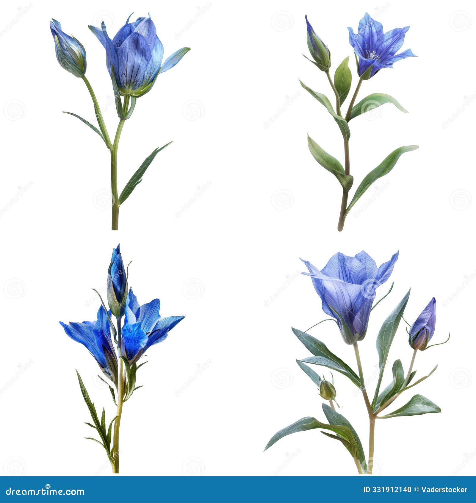Four Blue Flowers With Green Stems And Buds Stock Photo | CartoonDealer ...