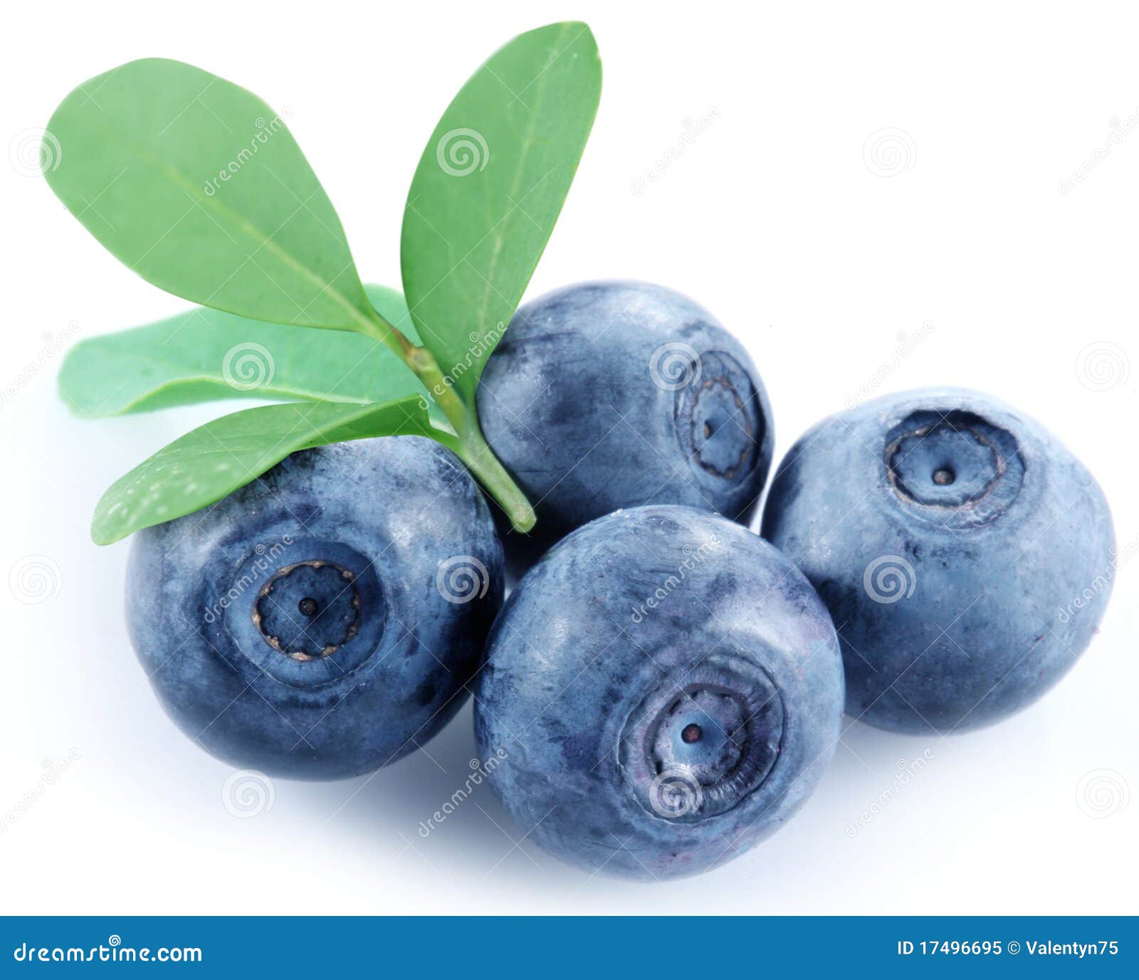 Four blueberries. stock image. Image of collection, nutrition - 17496695