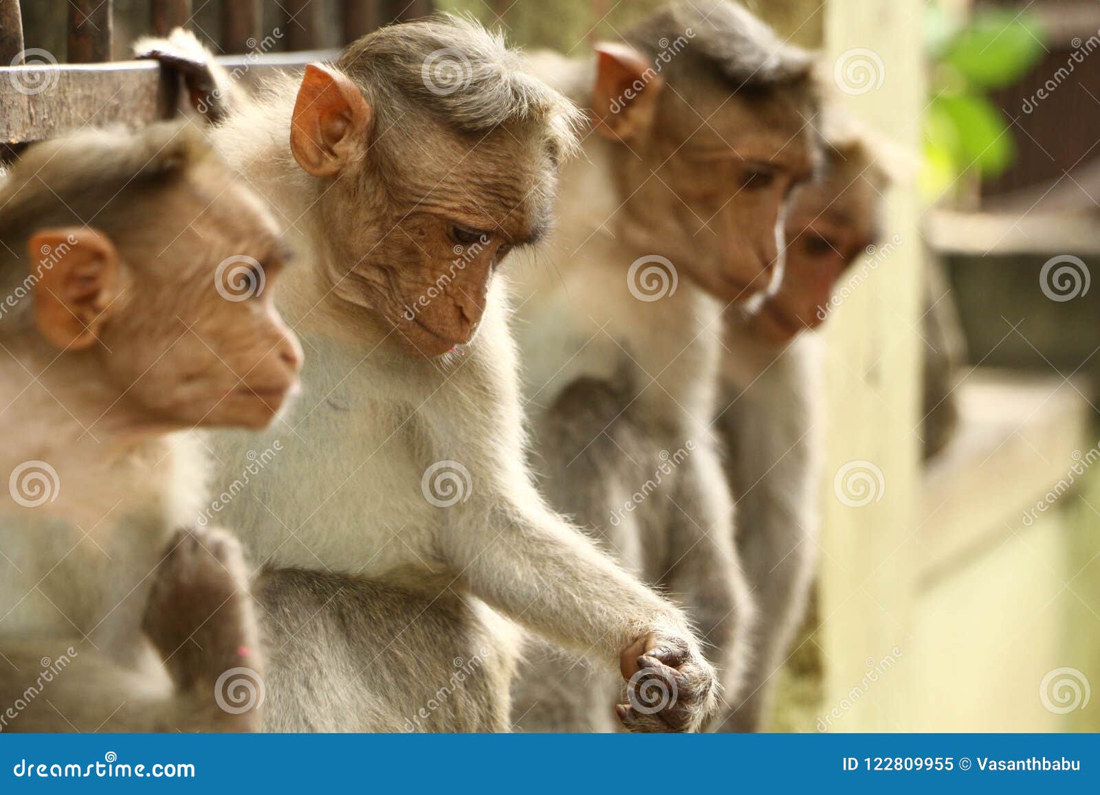 Four Bonnet Monkey Sitting in Gate or Wall Stock Image - Image of ...