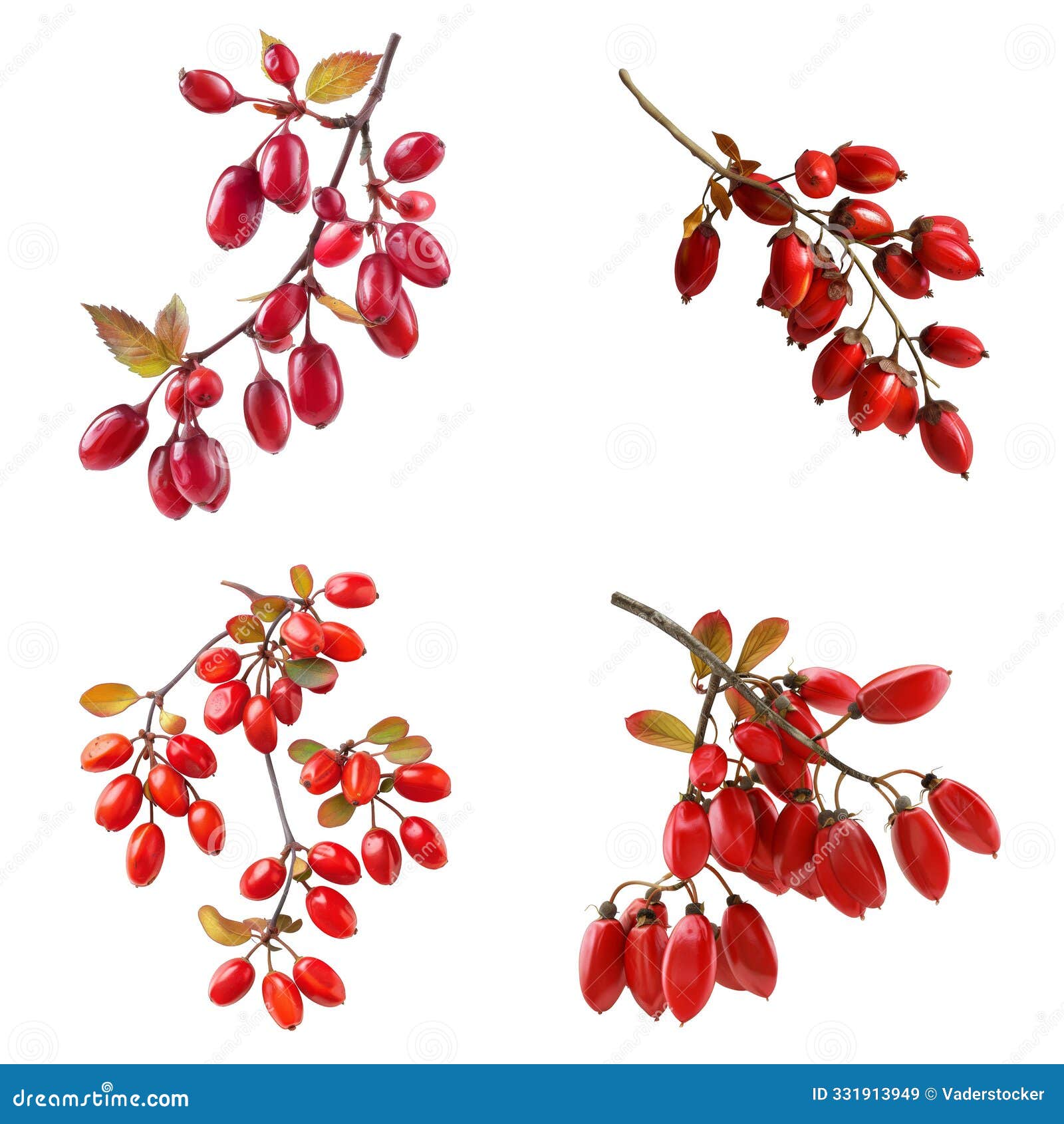 Four Branches of Red Berries with Green Leaves Stock Illustration ...