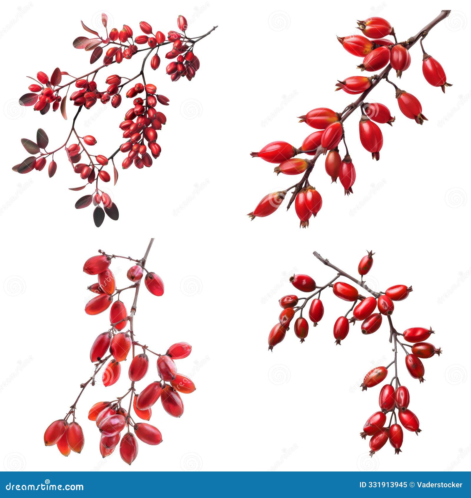 Four Branches of Red Berries Isolated on a White Background Stock ...