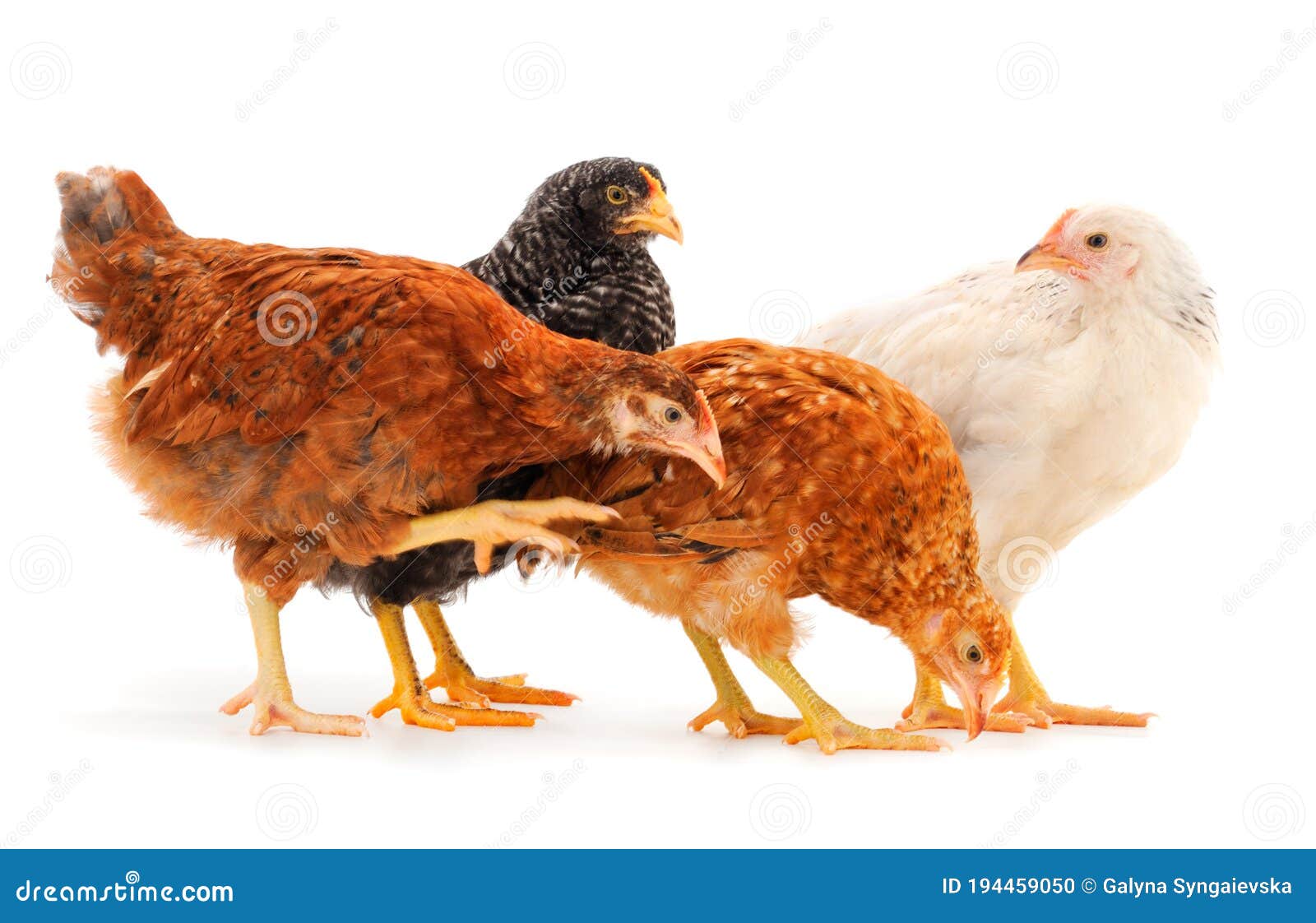 Four brown hens isolated stock photo. Image of isolated - 194459050