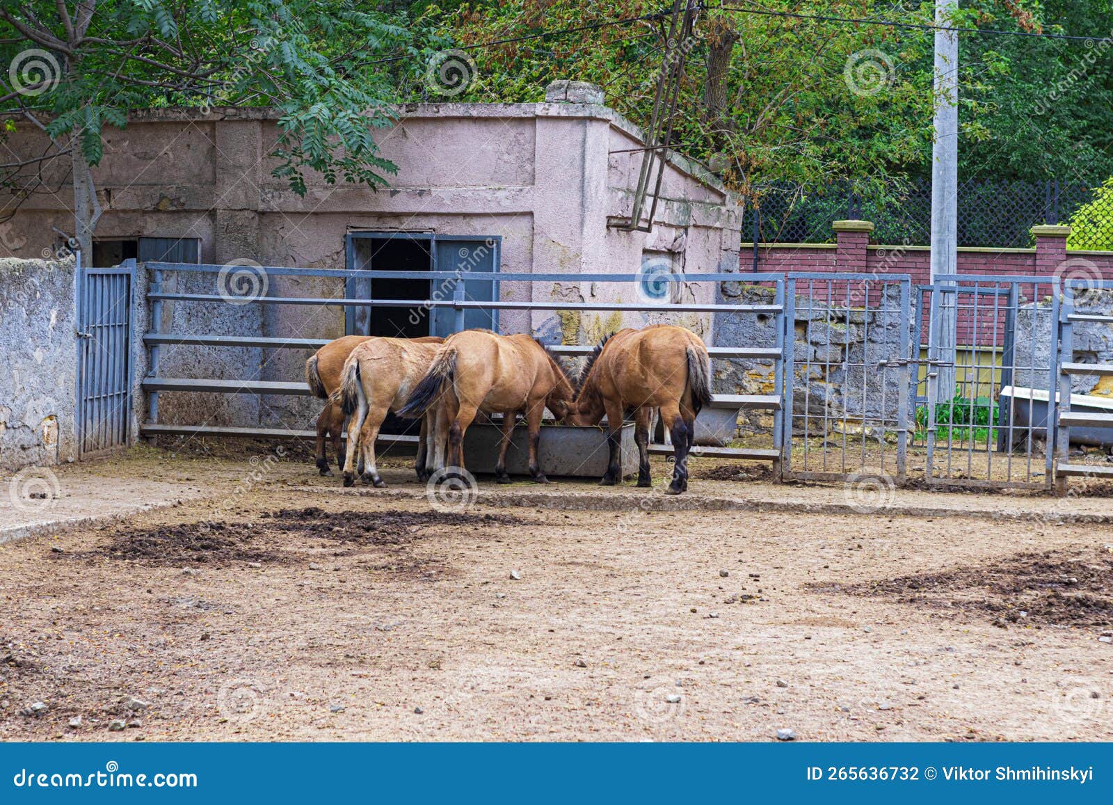 Four Brown Horses Eating from a Trough Outdoors. Stock Photo - Image of ...