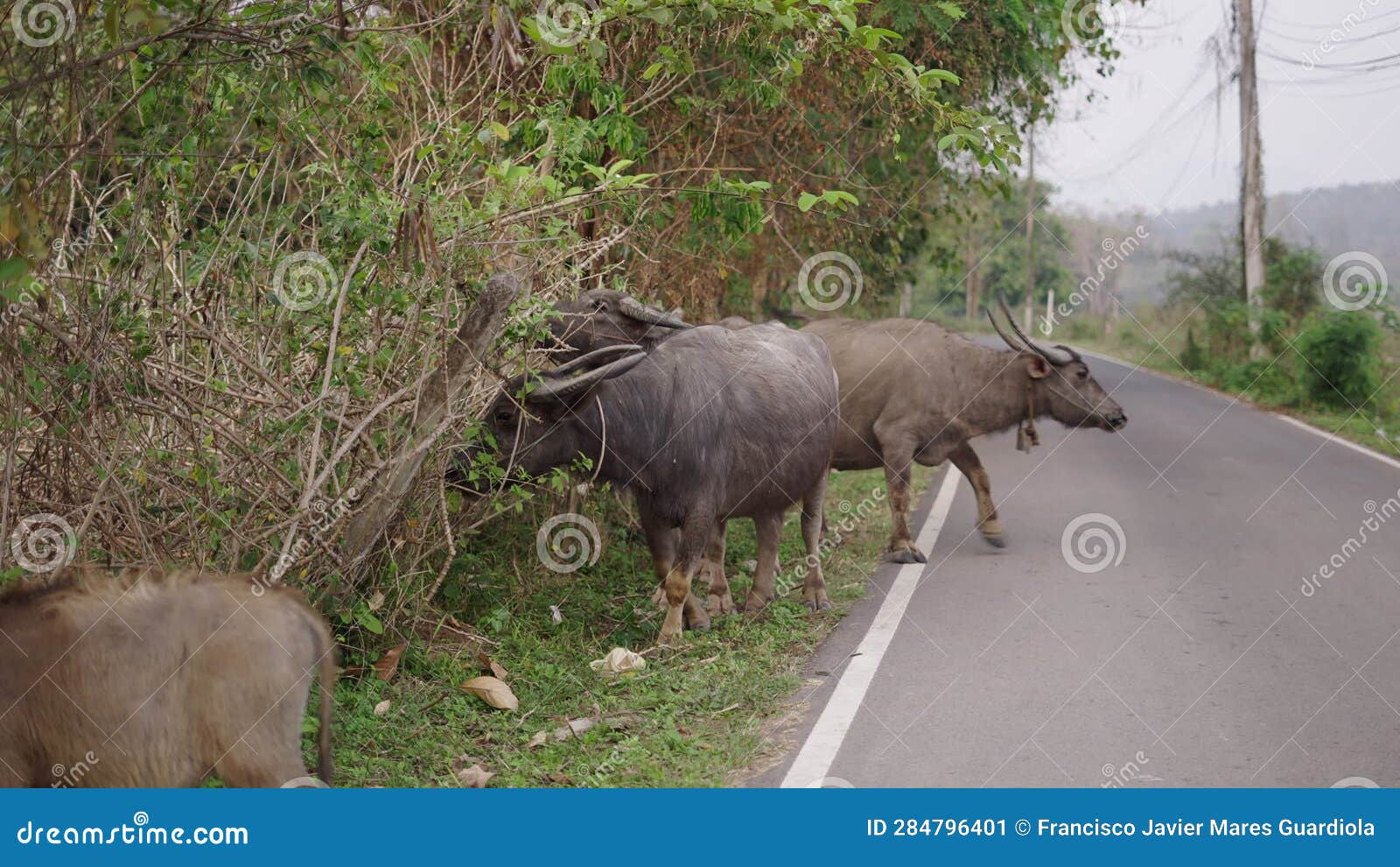 Four Bubalus Bubalis Eating by the Roadside Stock Video - Video of ...