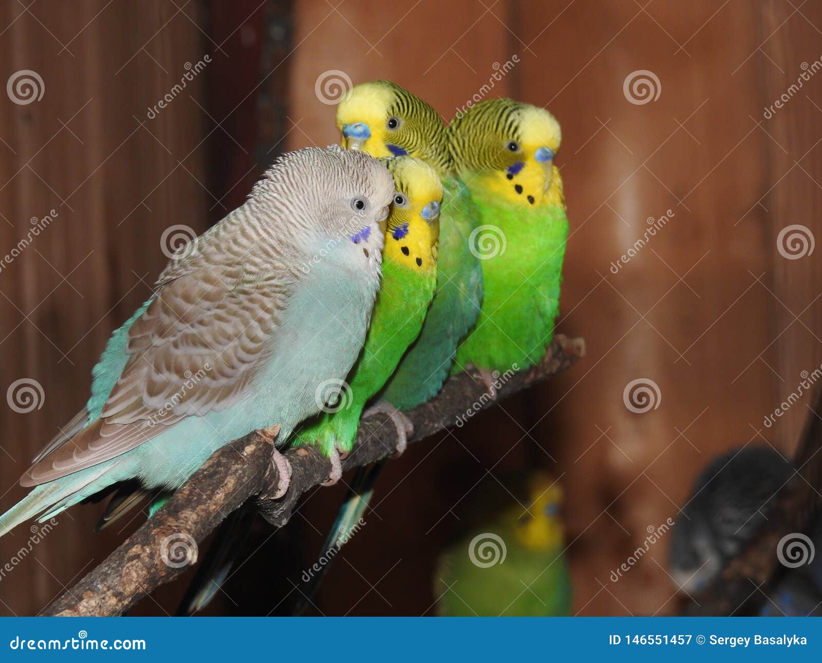 Parrots on branch stock image. Image of love, wildlife - 146551457