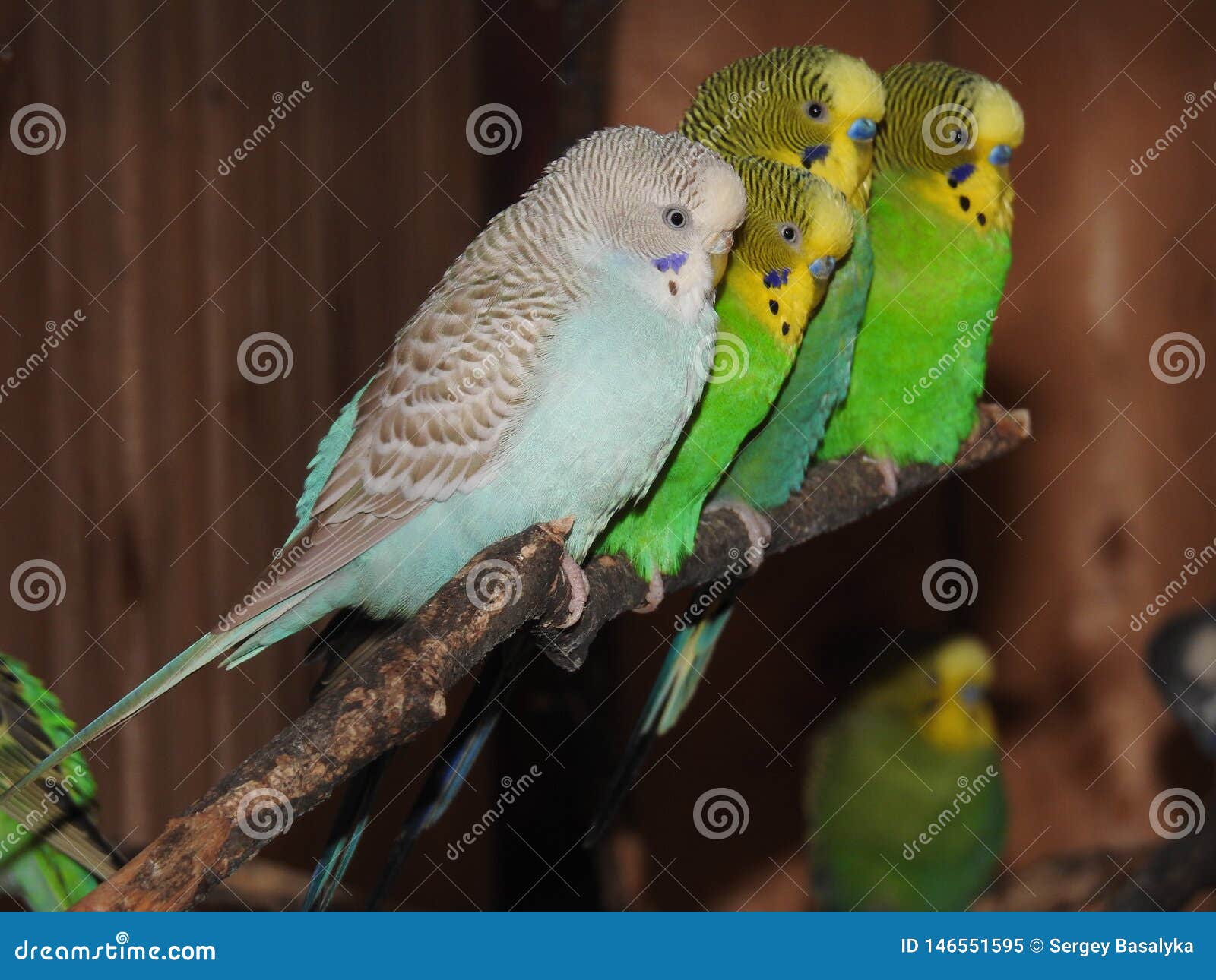 Parrots on branch stock image. Image of green, beautiful - 146551595
