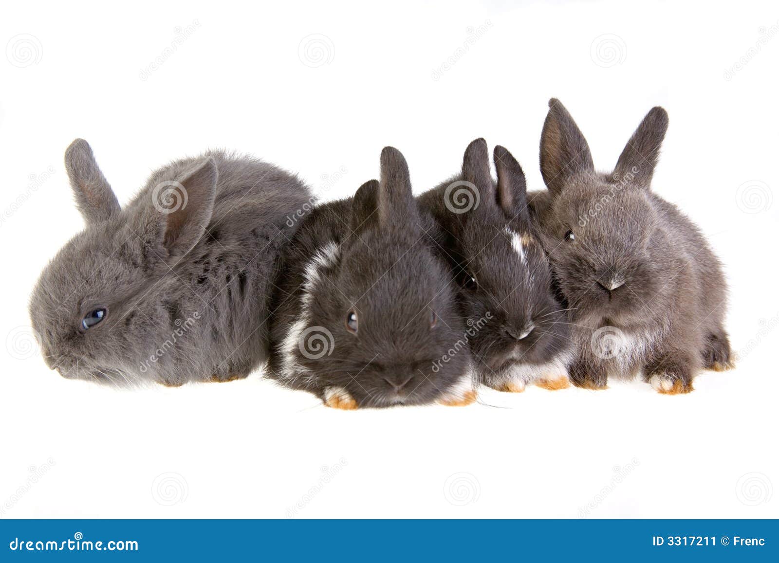 Four bunny stock image. Image of rabbit, black, animal - 3317211