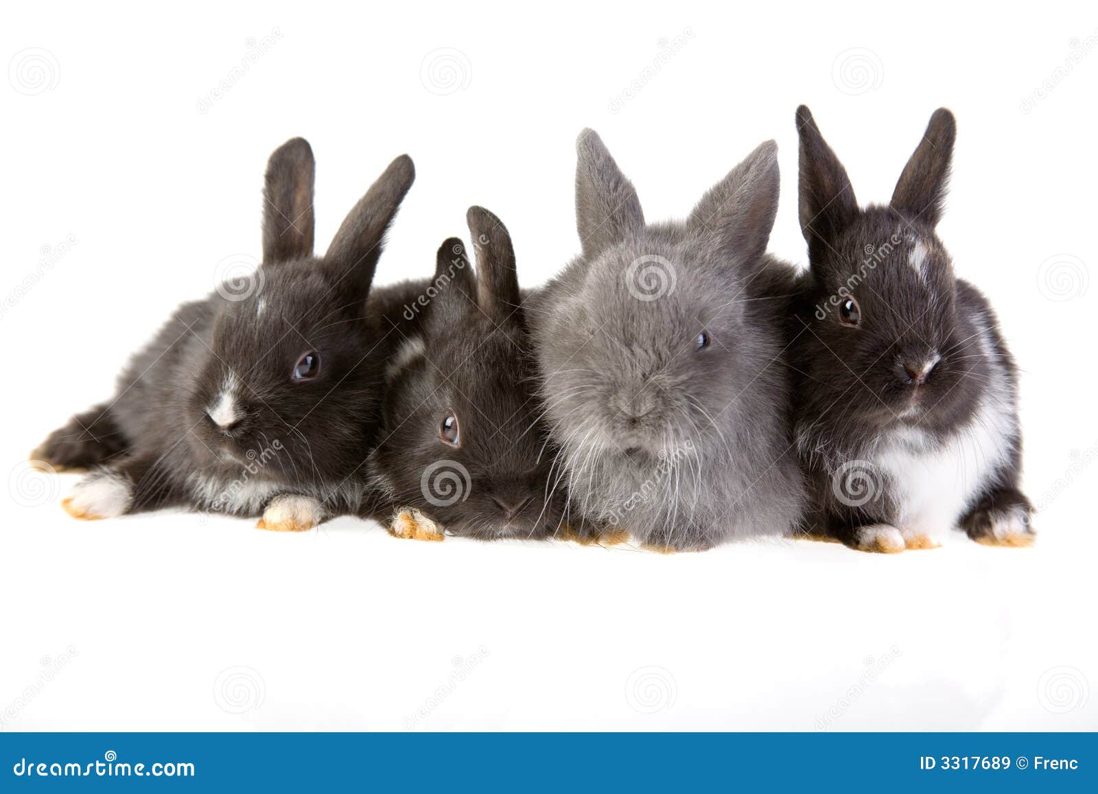 Four bunny stock image. Image of black, domestic, bunny - 3317689