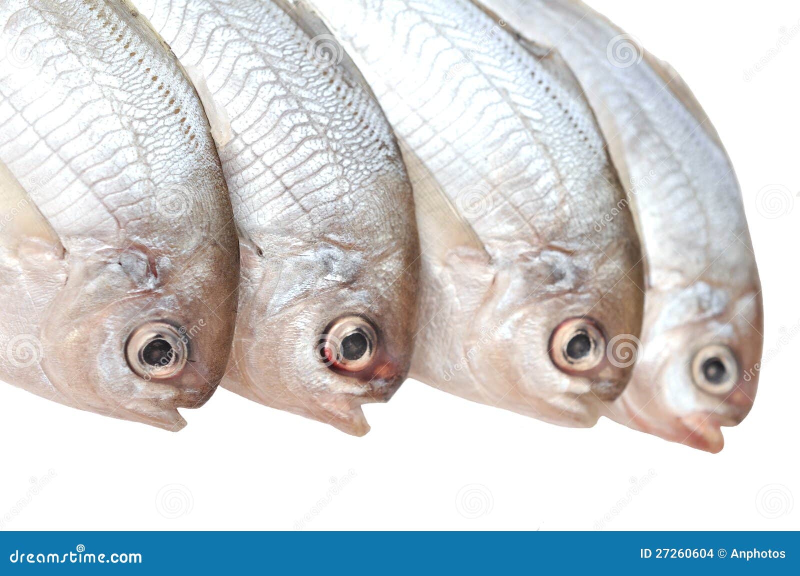 Four Butterfish Stock Photos - Free & Royalty-Free Stock Photos from ...