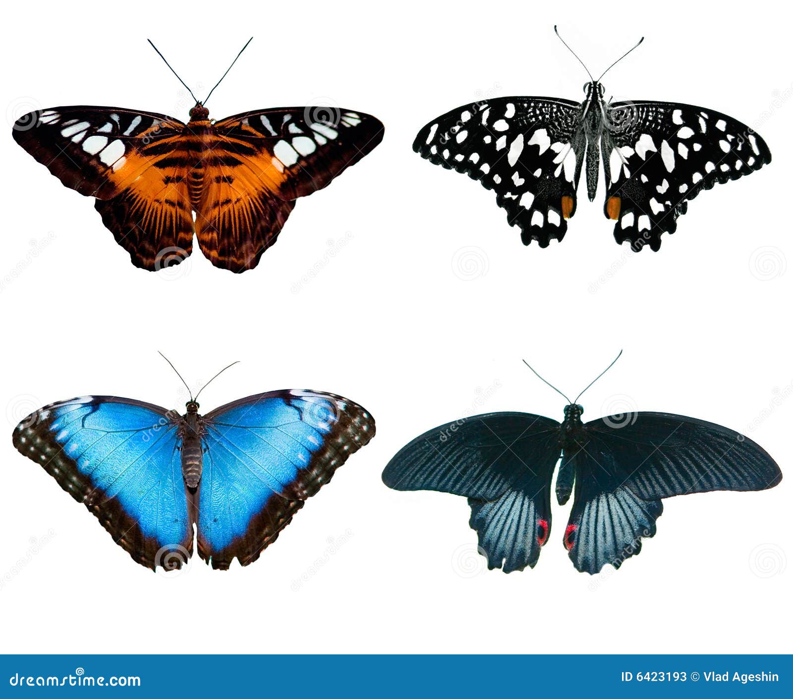 Four butterflies stock image. Image of insect, freedom - 6423193