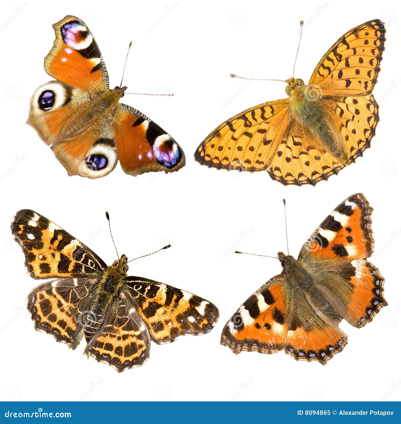 Four Butterflies Sit On Yellow Flowers Stock Photo | CartoonDealer.com ...