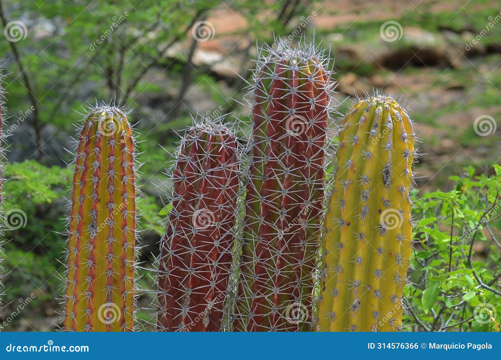 Four Cacti with Different Colors are Standing in a Field Stock Photo ...