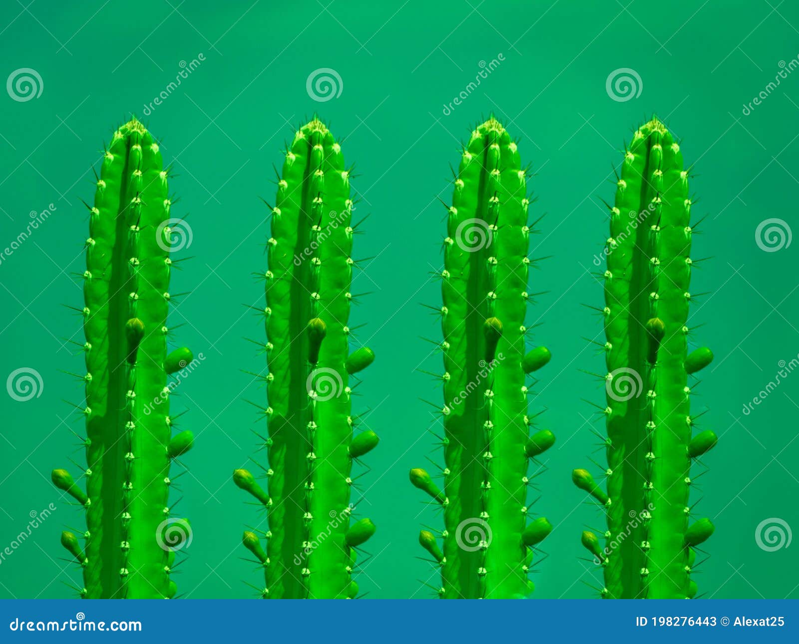 Four cactus on green stock image. Image of tropical - 198276443