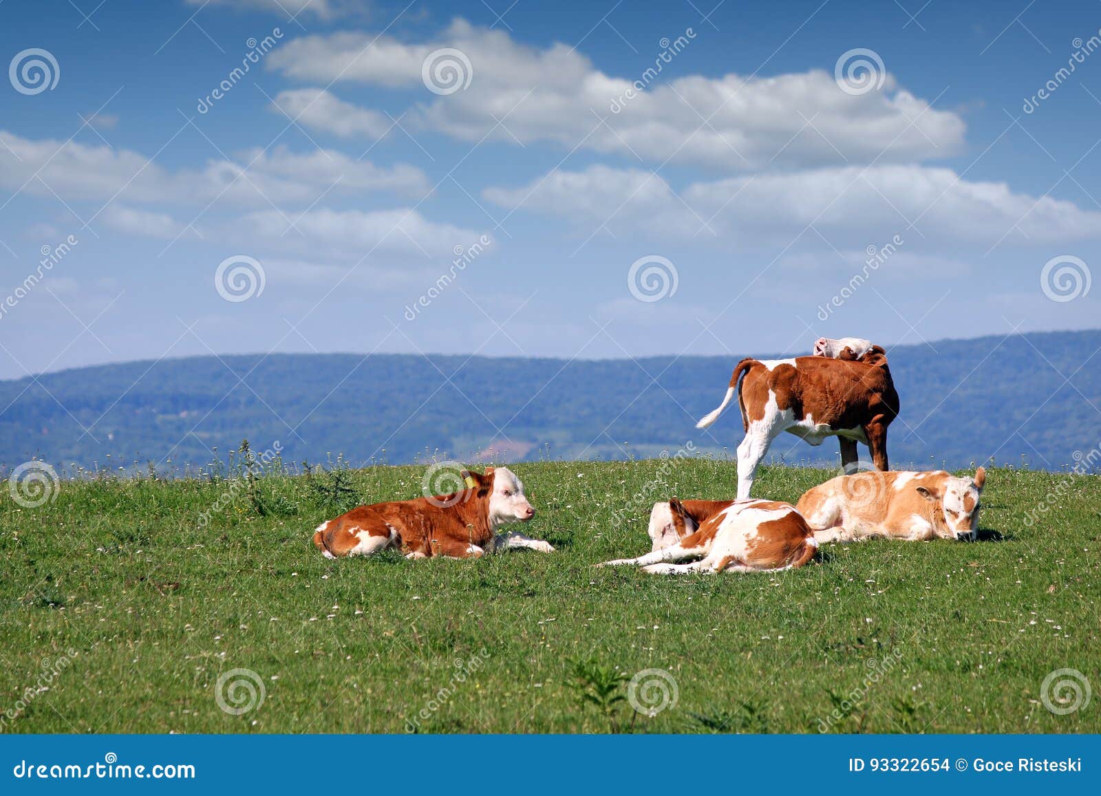 Four calves stock photo. Image of agriculture, animal - 93322654