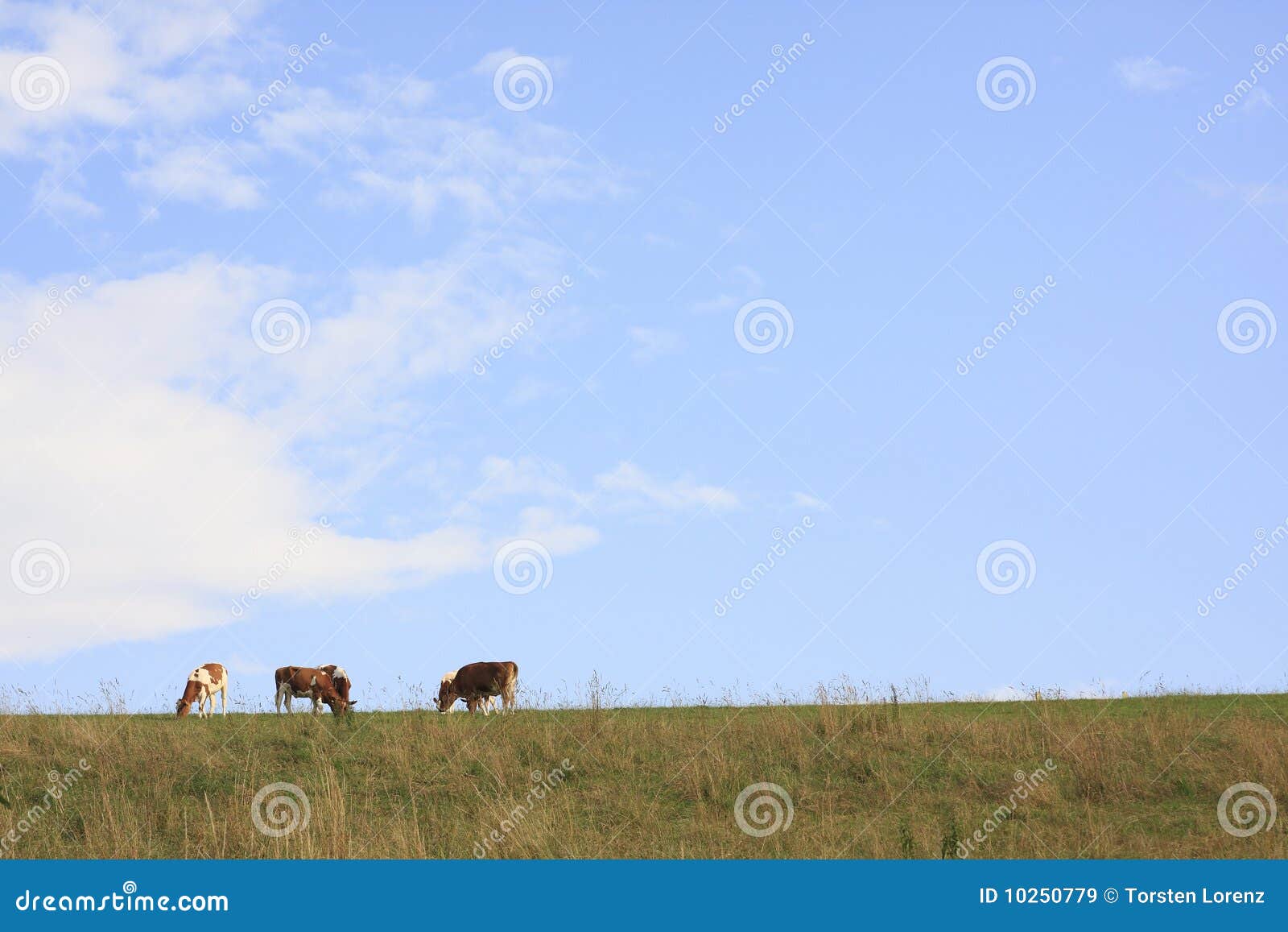 Four calves on pastry stock image. Image of nature, landscape - 10250779