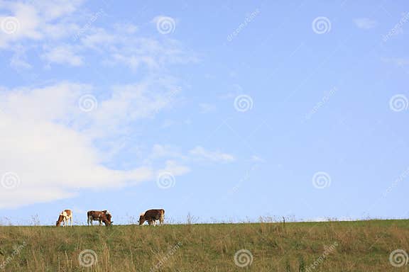 Four calves on pastry stock image. Image of nature, landscape - 10250779