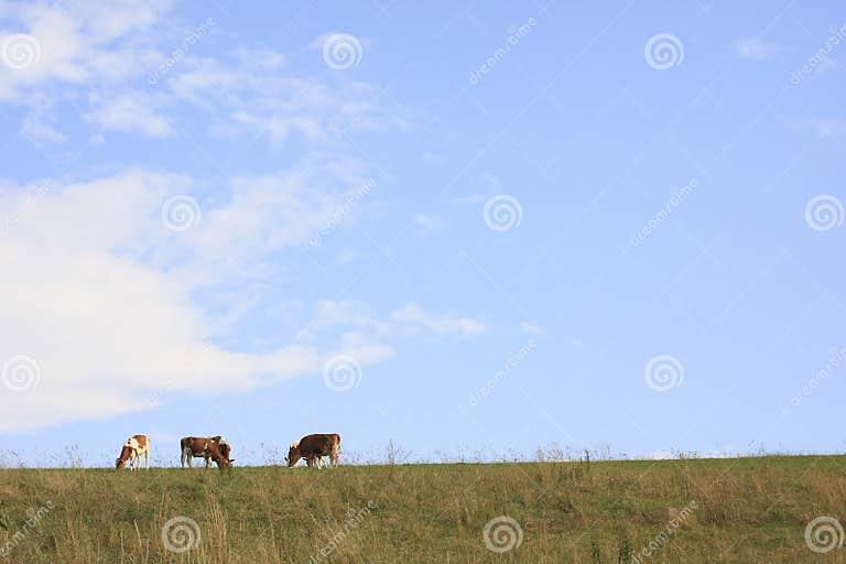 Four calves on pastry stock image. Image of nature, landscape - 10250779