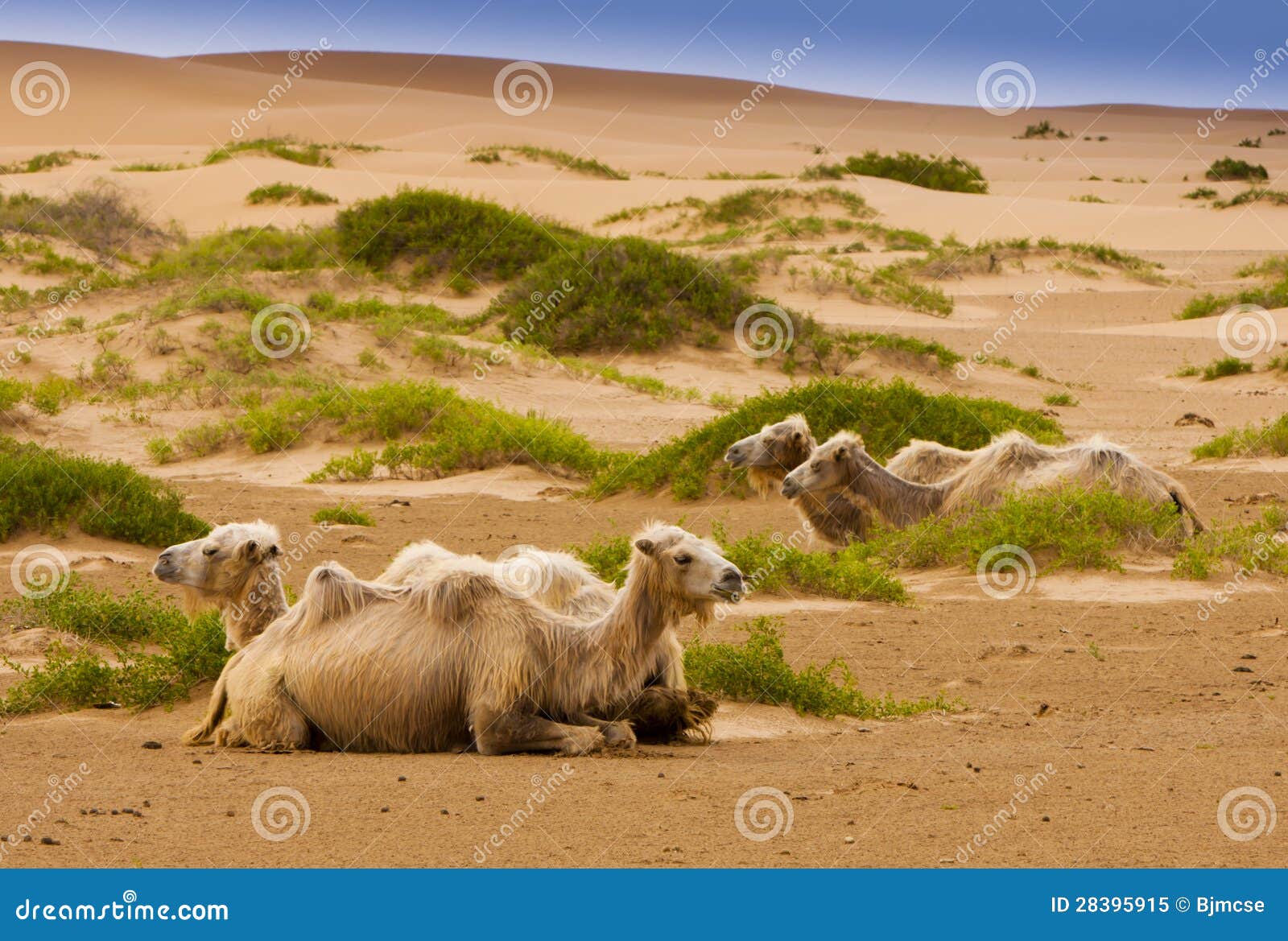 Four camel in desert stock image. Image of arid, holiday - 28395915
