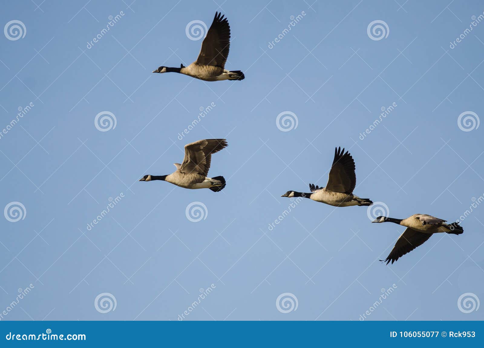 Four Canada Geese Flying in a Blue Sky Stock Image - Image of black ...