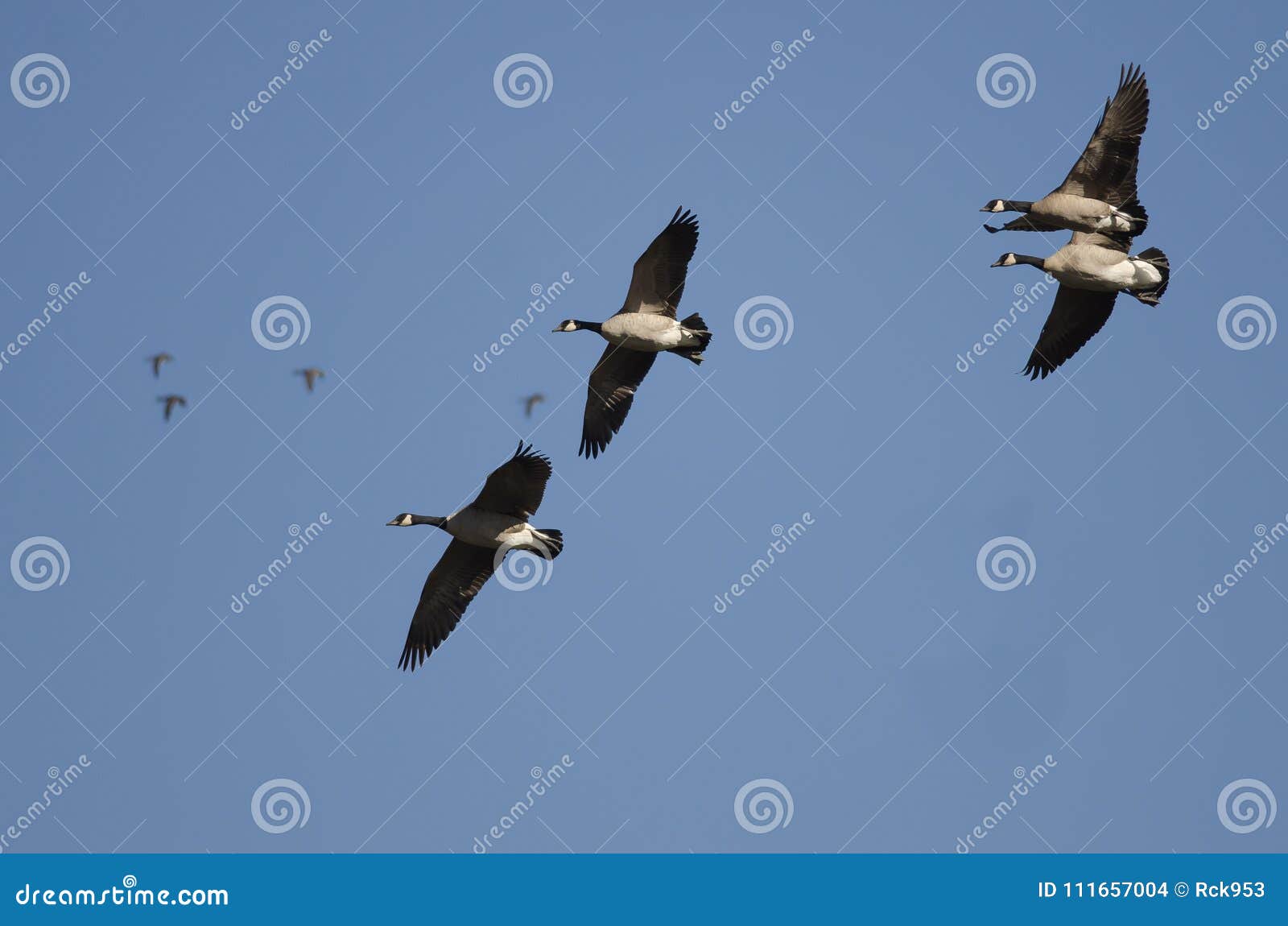 Four Canada Geese Flying in a Blue Sky Stock Photo - Image of wild ...