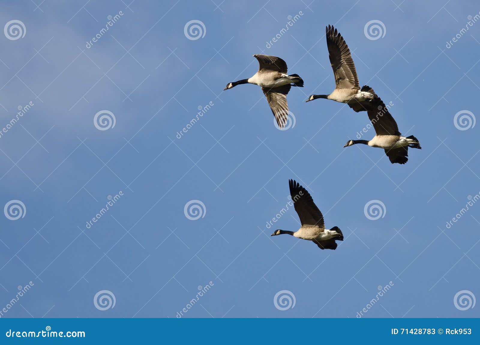 Four Canada Geese Flying in a Blue Sky Stock Image - Image of clear ...
