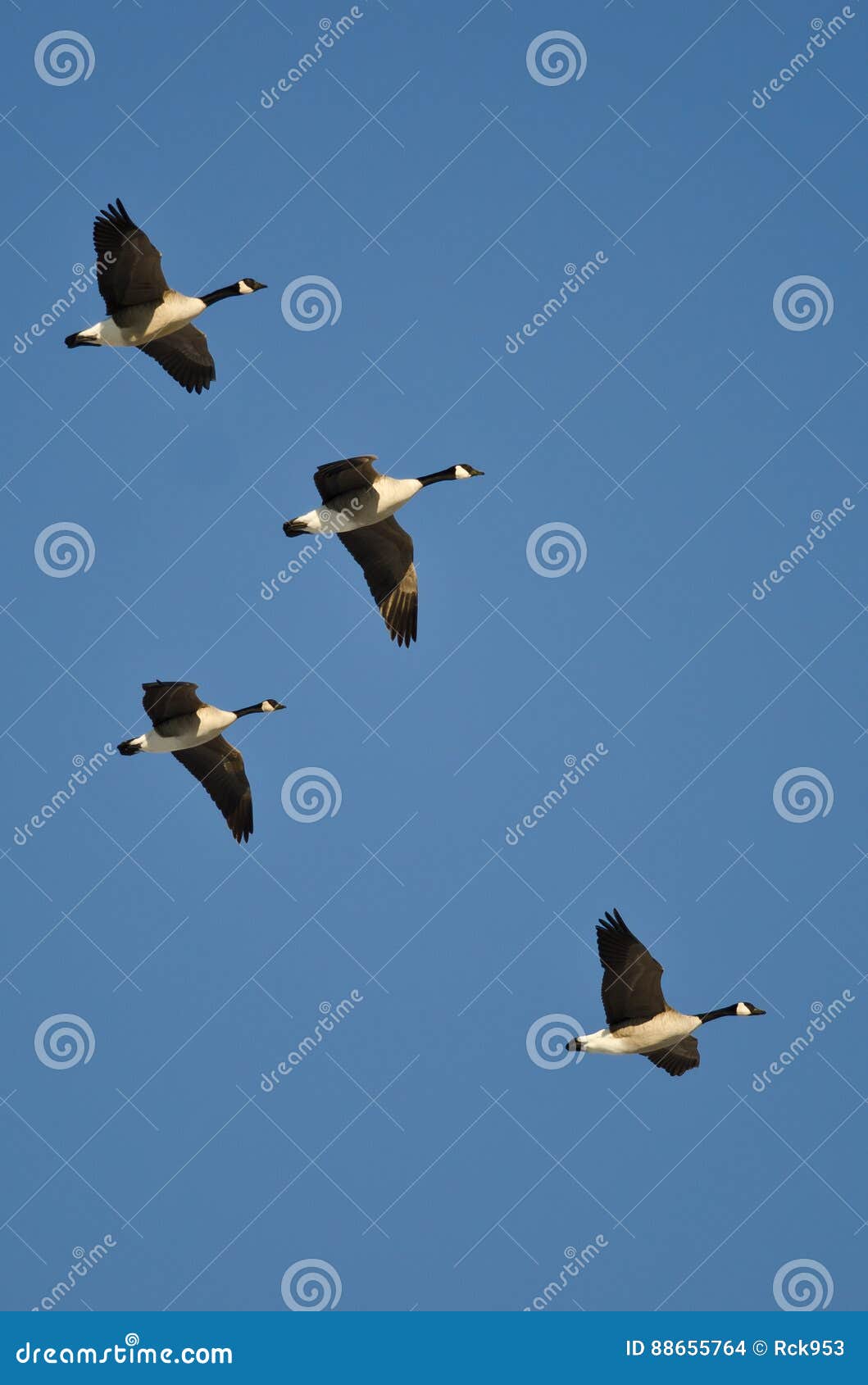Four Canada Geese Flying in a Blue Sky Stock Photo - Image of flying ...