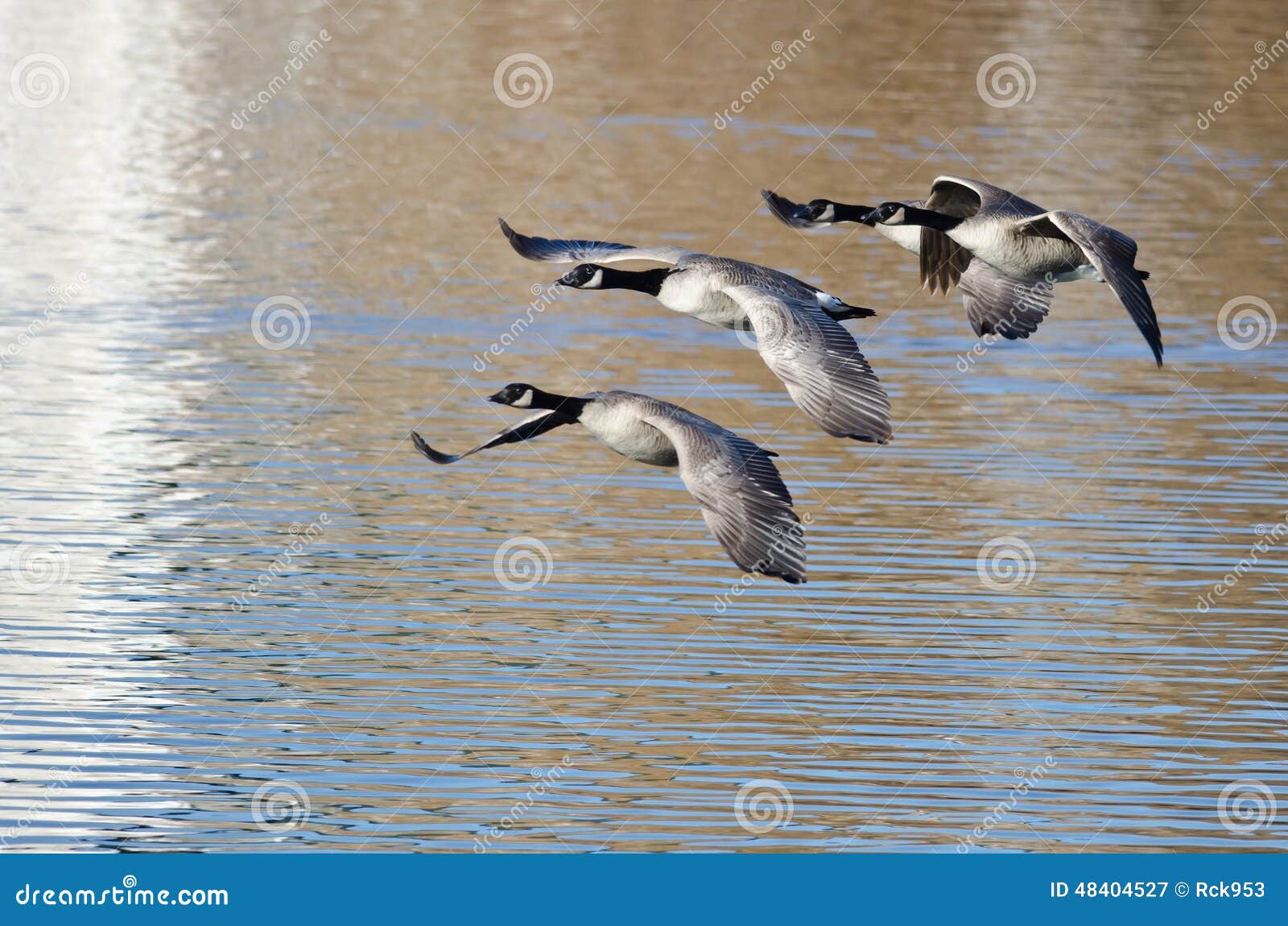 Four Canada Geese Flying Over the Lake Stock Image - Image of waterfowl ...