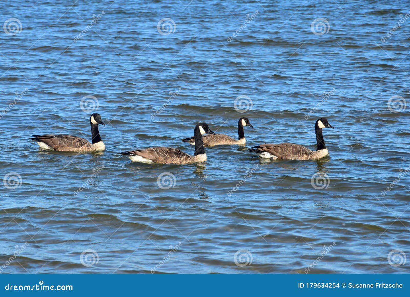 Four Canada Geese Swimming in the Ocean Stock Photo - Image of harmony ...