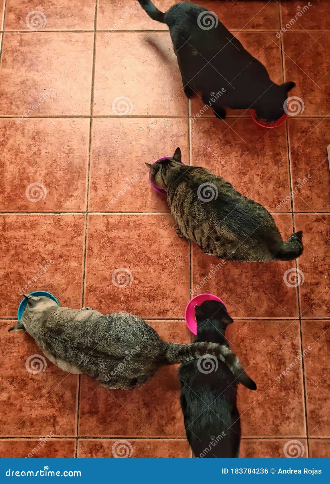 A Lot Of The Same Cats Are Posing On A Green Studio Background. Royalty ...