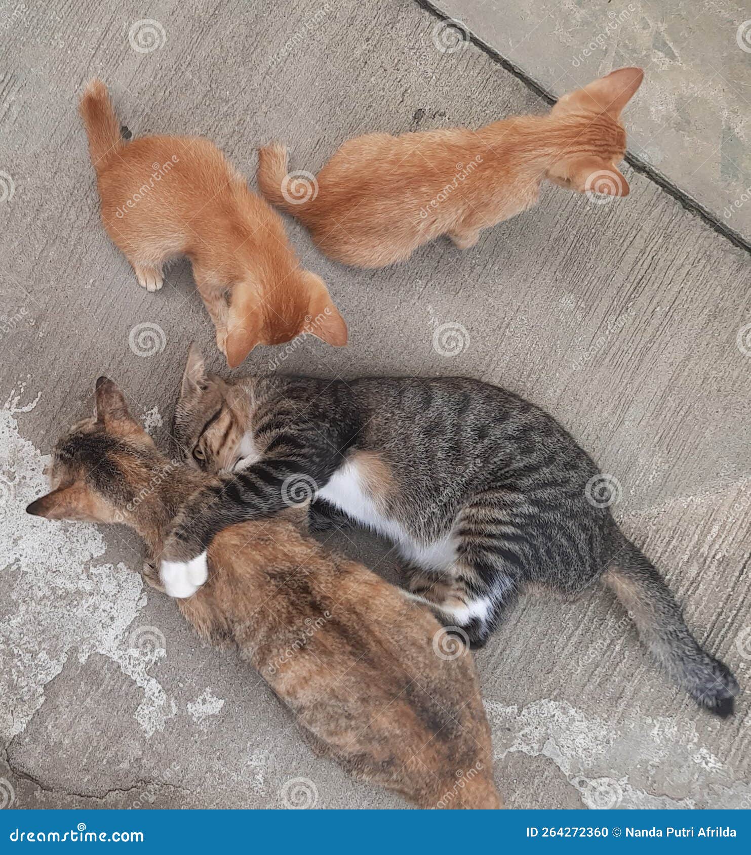 Four cats are playing stock photo. Image of wildcat - 264272360