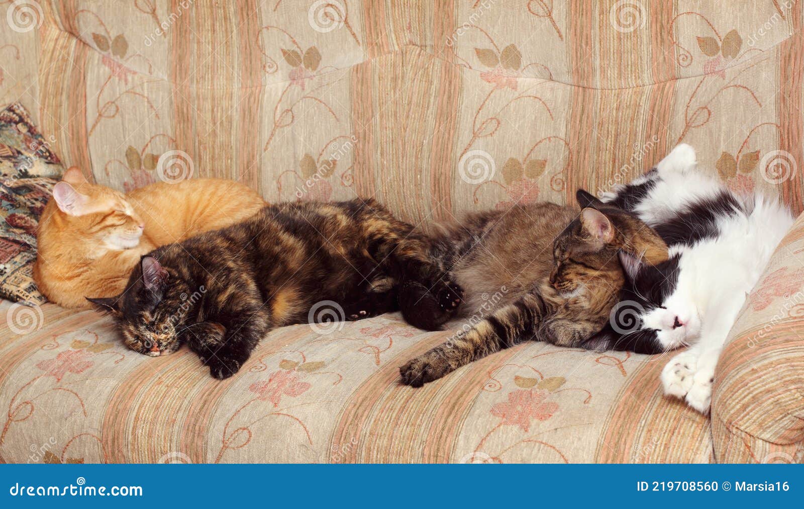 Four Cats Sleeping on the Sofa Stock Photo - Image of kittens, cute ...