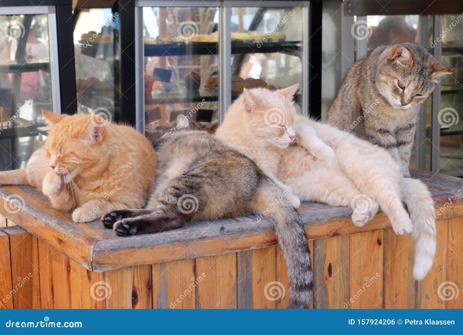 Relaxing Cats stock photo. Image of feline, cats, love - 157924206
