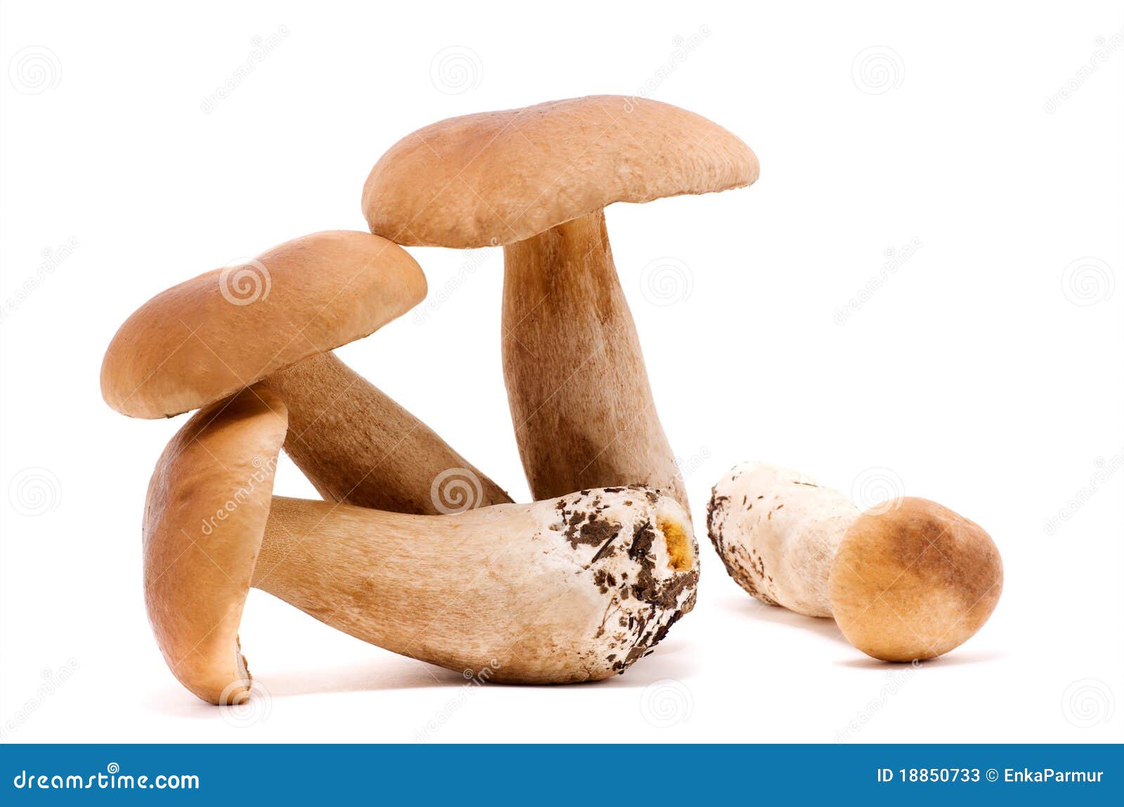 Four ceps isolated stock image. Image of mushrooms, natural - 18850733