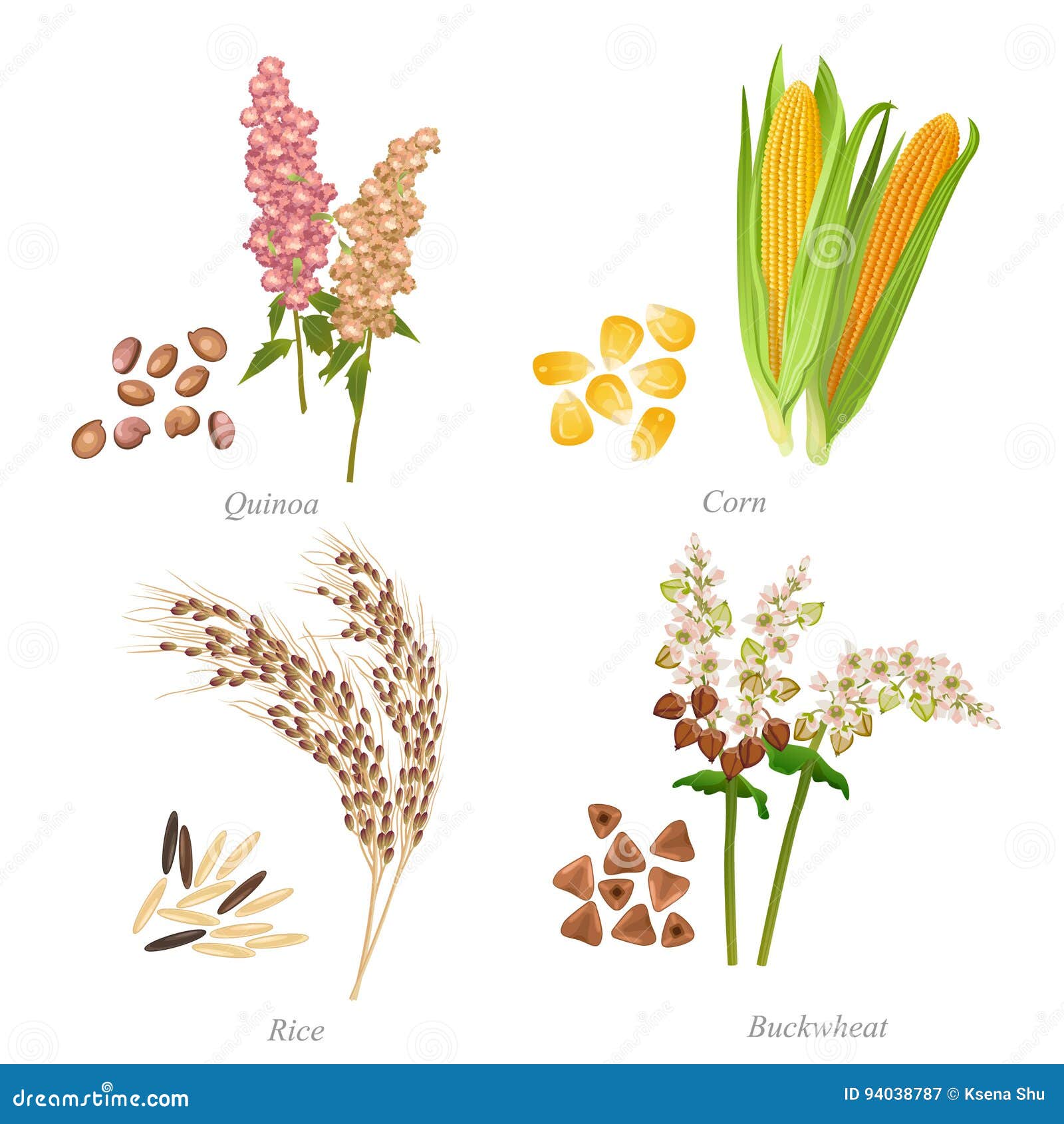 Four Cereals in Form of Grains and Ears Stock Vector - Illustration of ...