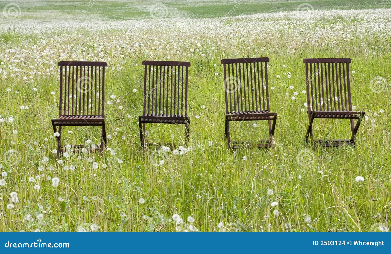 Four chairs stock photo. Image of grassy, farm, dandelion - 2503124