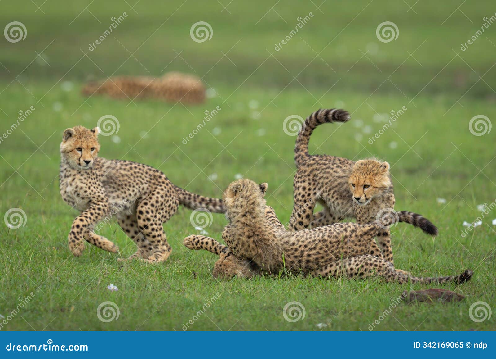 Four Cheetah Cubs Play Fight on Grass Stock Image - Image of grassland ...