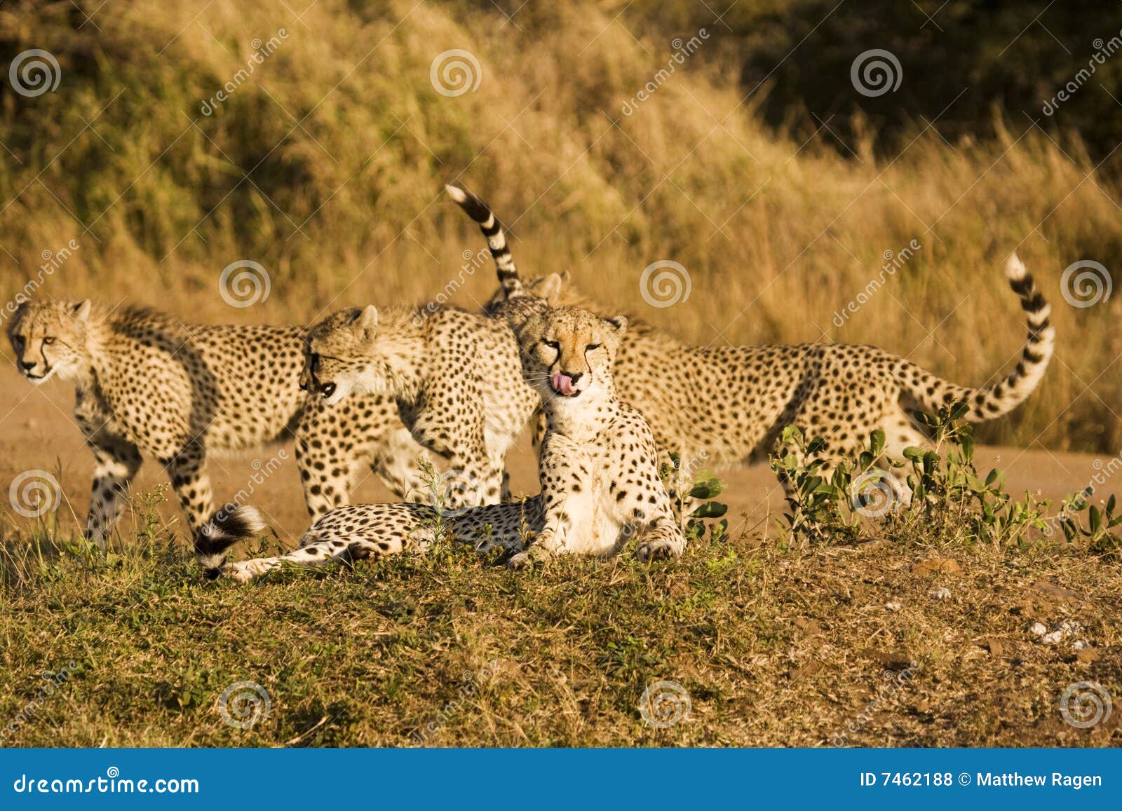 Four Cheetah on Safari stock photo. Image of felidae, safari - 7462188